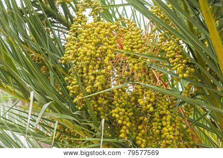 Date palm fruit. - Stock Image - Everypixel
