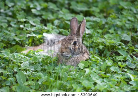 Jack rabbit Images - Search Images on Everypixel